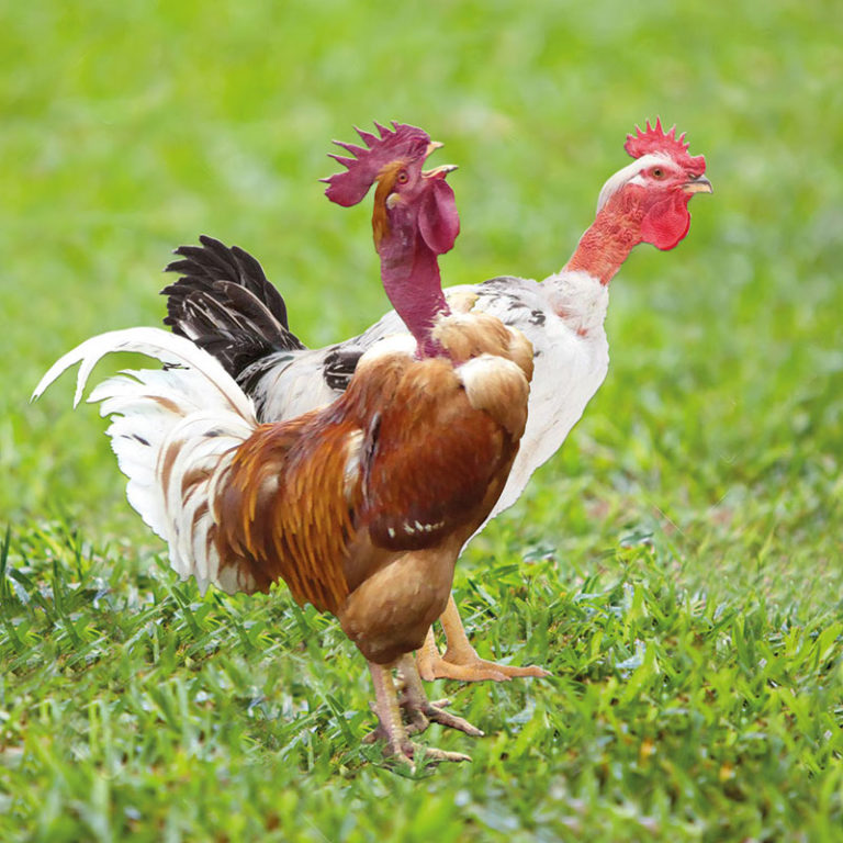 Polli – Avicola Berrettoni