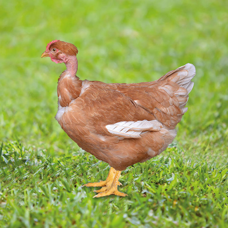 Polli – Avicola Berrettoni